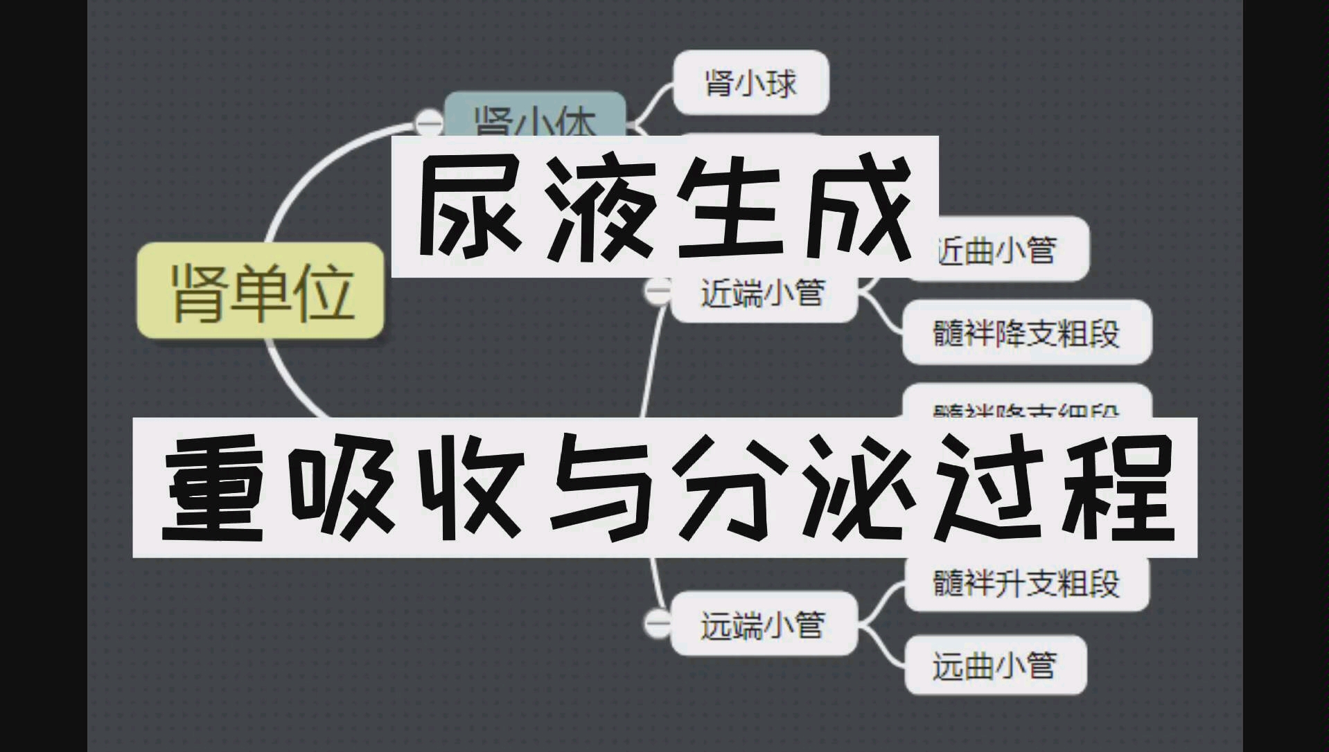 听了就懂!肾小管重吸收与分泌过程～