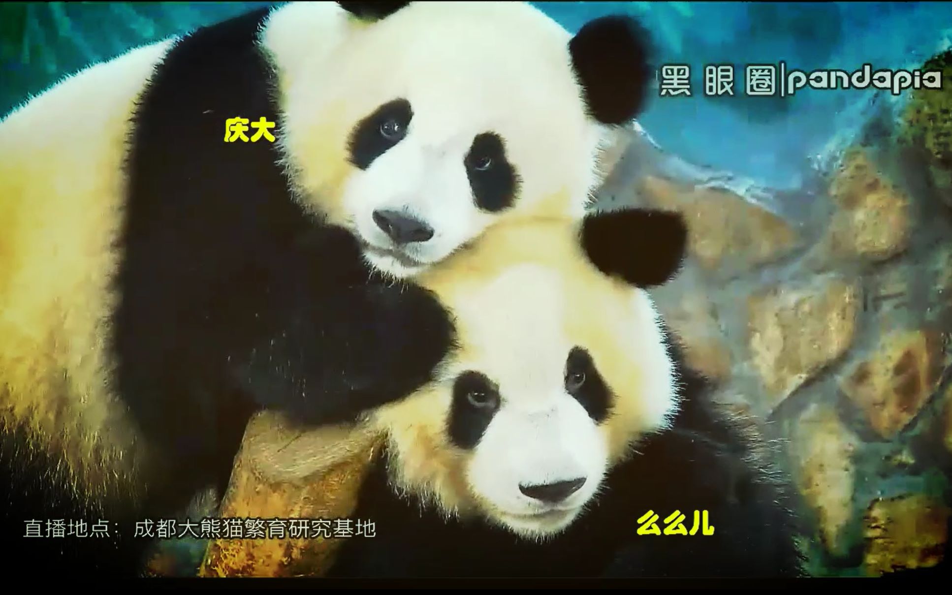 【大熊猫】么么儿:抱紧我的小树杈坚决不放