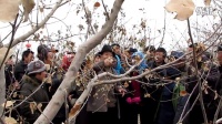 成牟村新型农业社会化服务站组织农民学习果树修剪