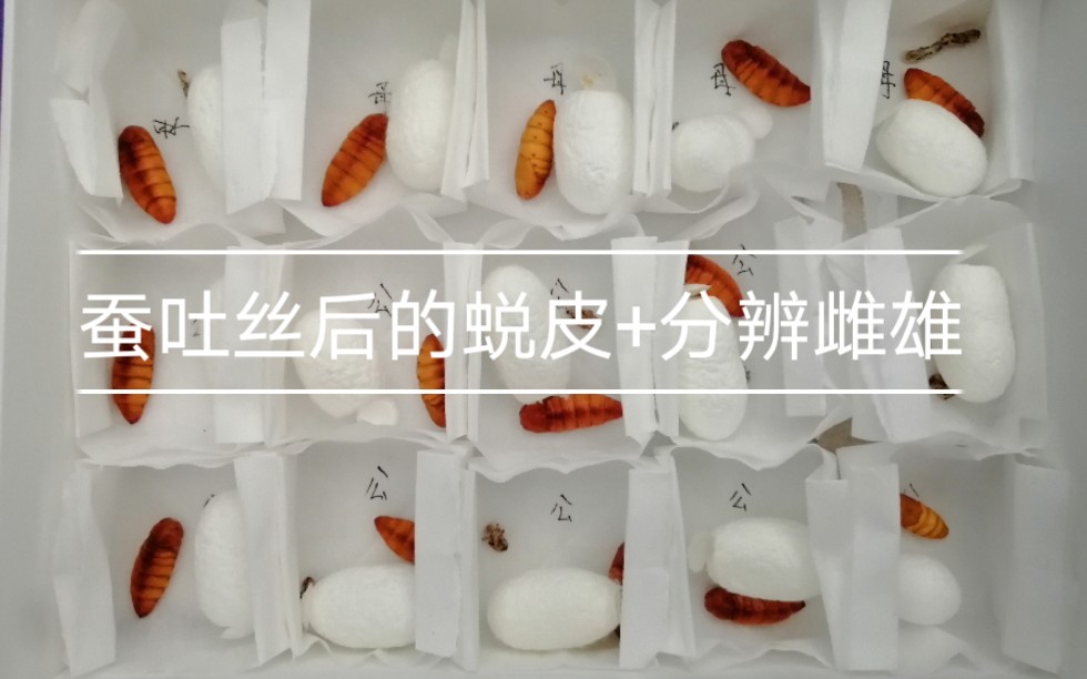 蚕吐丝后的蜕皮过程,还有如何分辨它们的性别