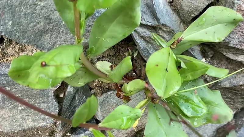 原来土人参就是"百草之王",用途强大,很多人都不认识