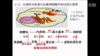 细胞器之间的协调配合