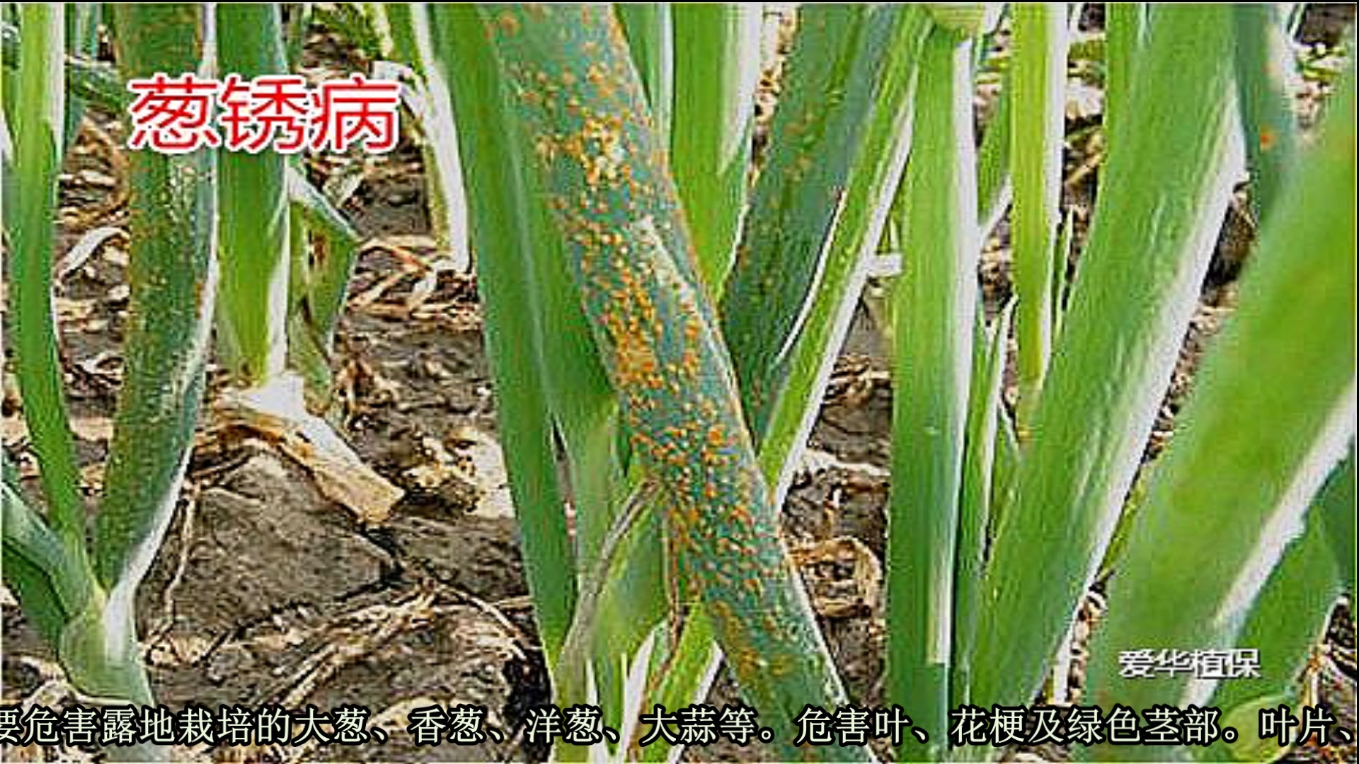 葱子锈病防治办法?——康庄之恋