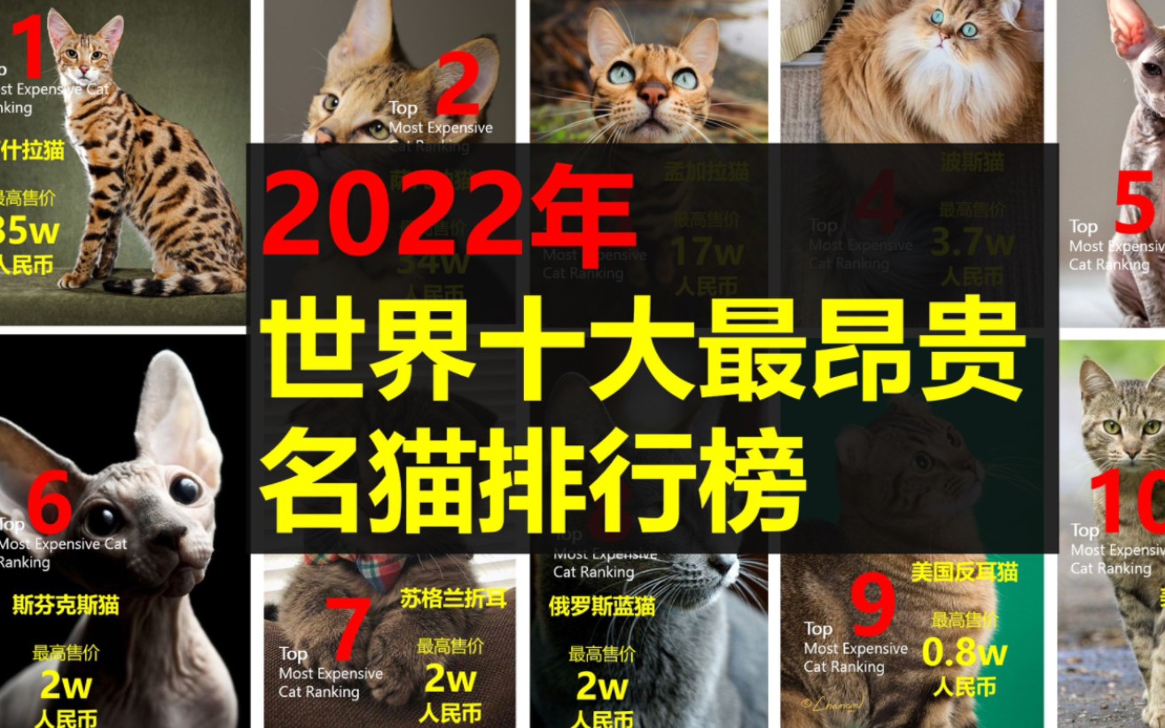 2022年,世界十大最昂贵猫咪排行榜!