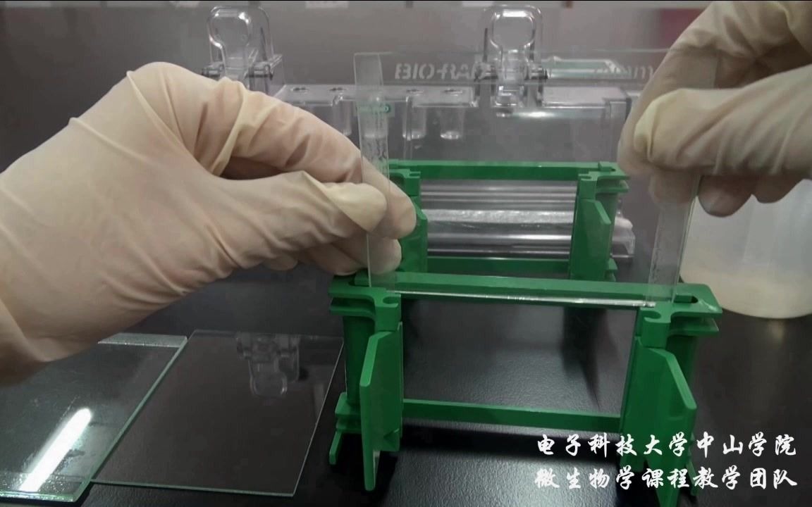 SDS-聚丙烯酰胺凝胶电泳