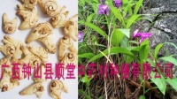白芨_白芨价格|白芨价格走势|白芨的功效与作用|白芨的副作用