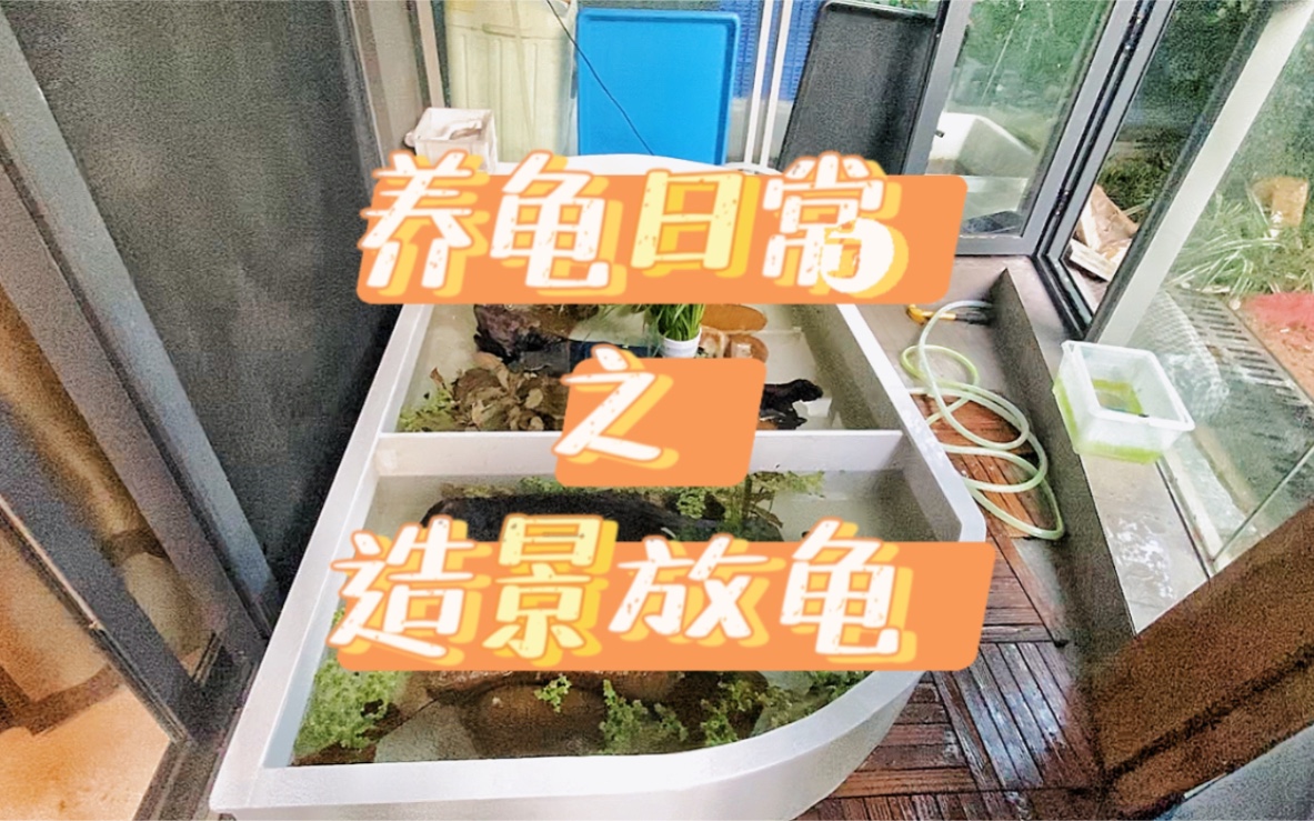 【龟池造景】前几天把池子做好了,接下来就是造景啦!