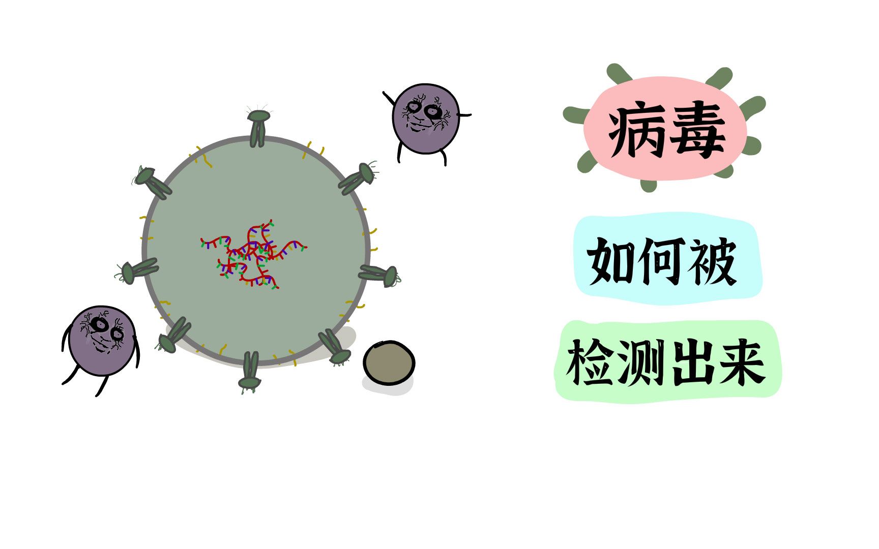 什么是PCR,病毒是如何被检测出来的?