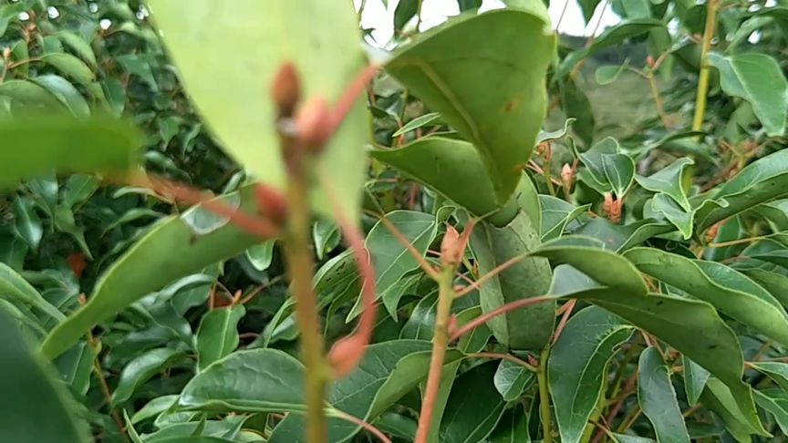 老板投资500万,做基地种植香樟树。香樟树究竟有啥作用
