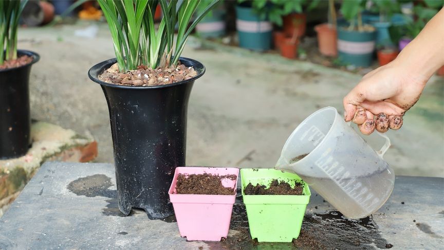 什么是“干透浇透”?一个小实验,让你明明白白