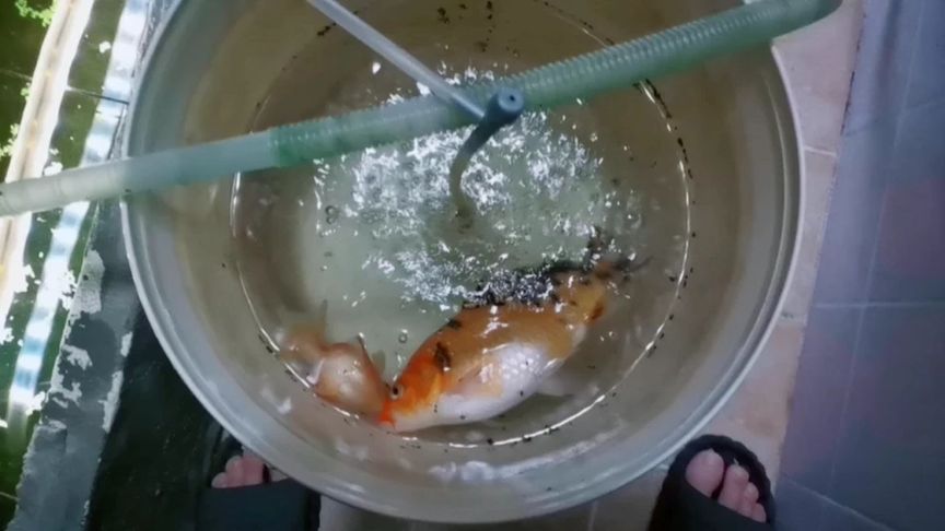 昨天换水忘记打开过滤器和氧气,导致今晚下班回来发现已经翻白肚