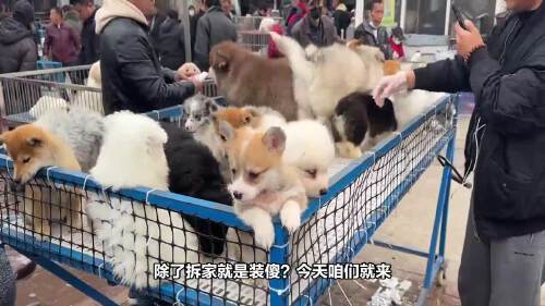 十大最受欢迎狗狗排行榜,谁才是你心中的第一名?