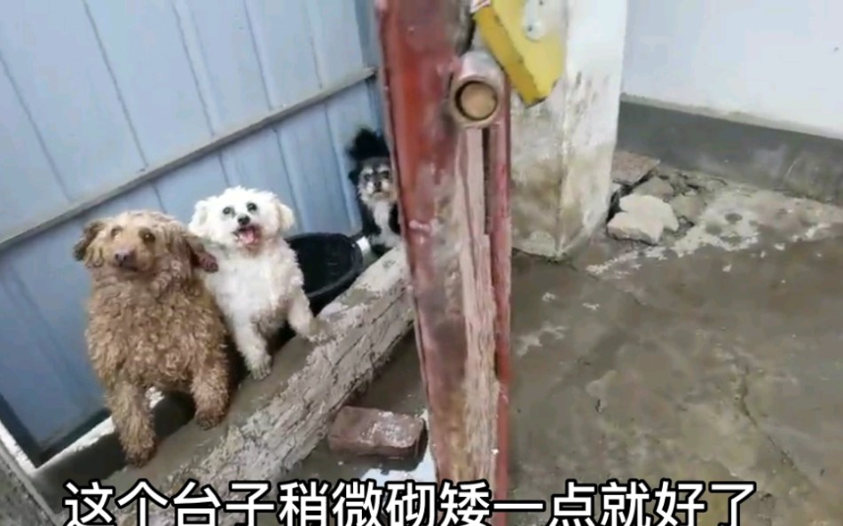 又下雨了,一下雨这屋里潮湿的很。狗狗们只有都睡在厨房。