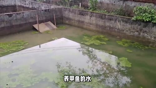 小甲鱼苗的养法,甲鱼有什么生活习性