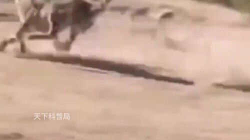 猎豹明明一身顶配,130公里加速5秒,咋打不过专攻下三路的鬣狗?