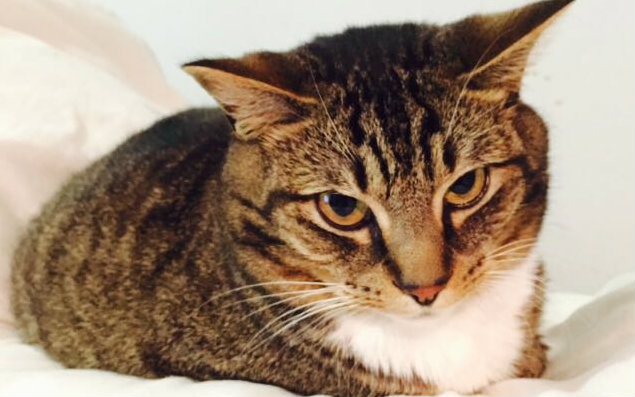 我的医学路-三校联盟 前期准备影片