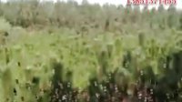 绿化苗木-绿化苗木图片-价格-苗圃基地