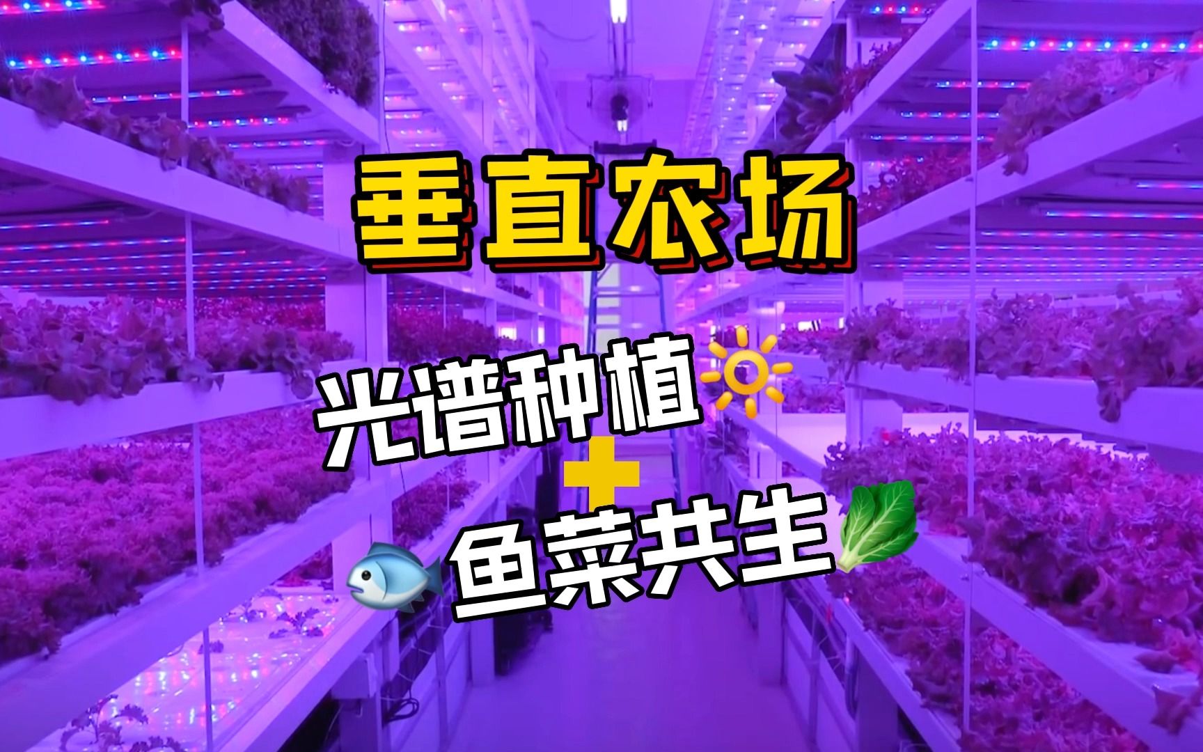 ߇�߇�香港高科技垂直农场采用ߌ�光谱种植技术+ߐ�鱼菜共生系统