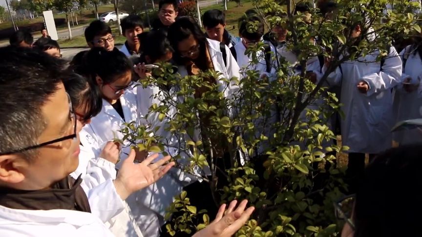 植物科普:何为灌木?何为乔木?