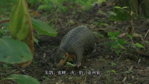 保护森林的12个动物