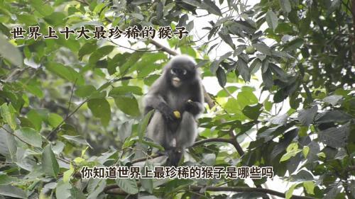 珍稀猴子大盘点:全球十大濒危灵长类动物