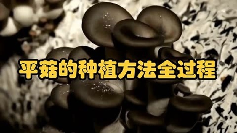 平菇的种植方法全过程,养殖户必看