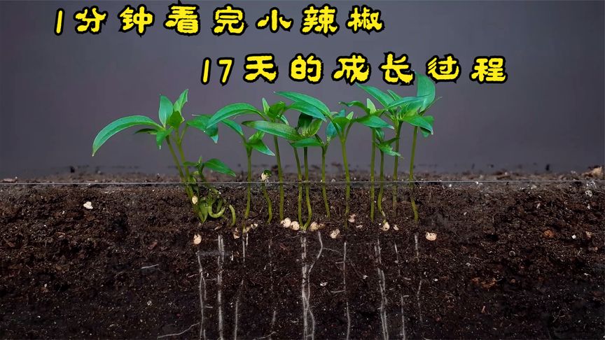 一分钟看完小辣椒17天的生长过程,2021年再见,2022年一定会更好