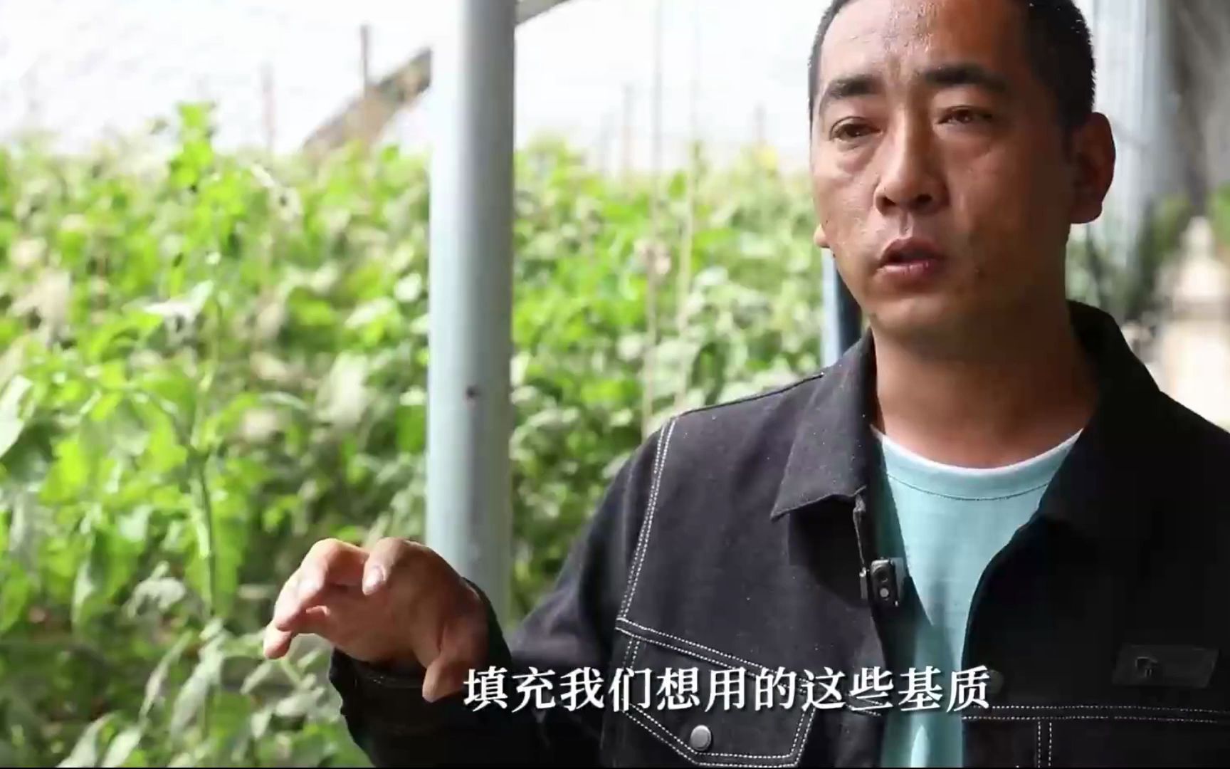 沙漠里为什么也能种植蔬菜?听听技术员怎么说