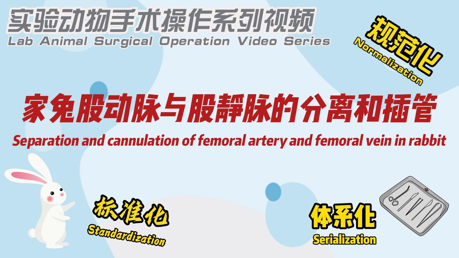 实验动物手术操作系列视频6:家兔股动脉与股静脉的分离和插管(中英...