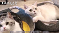 猫咪怕主人的三个原因,只要都解决掉,那猫咪还有可能会粘着主人