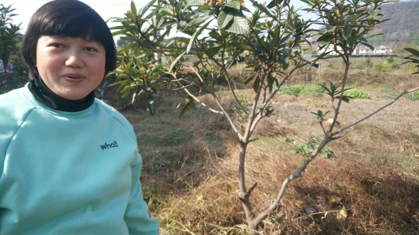枇杷树结果又大又甜必备条件,枇杷提高坐果率,枇杷树施肥管理