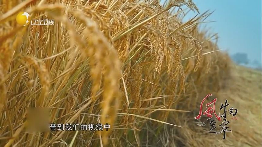 从水稻变成晶莹剔透的大米,要经过怎样精细的工序?