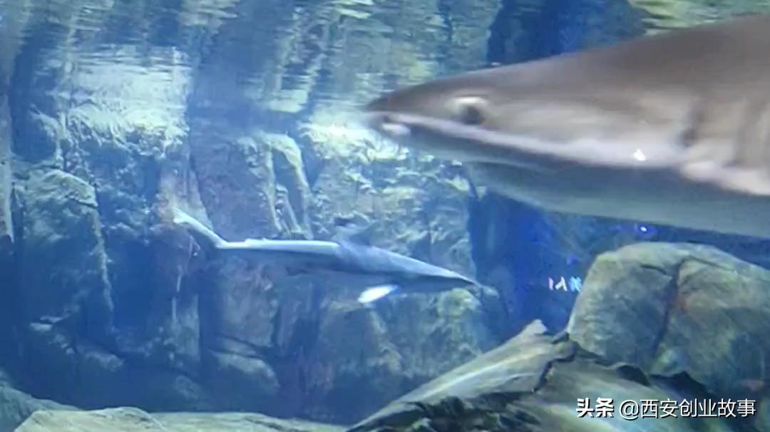 海里的比陆地的看着霸气外漏#海洋世界#