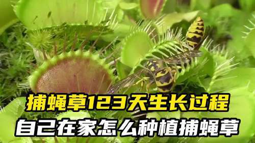 神奇的食肉植物捕蝇草捕蝇草怎么种植捕蝇草种植技巧