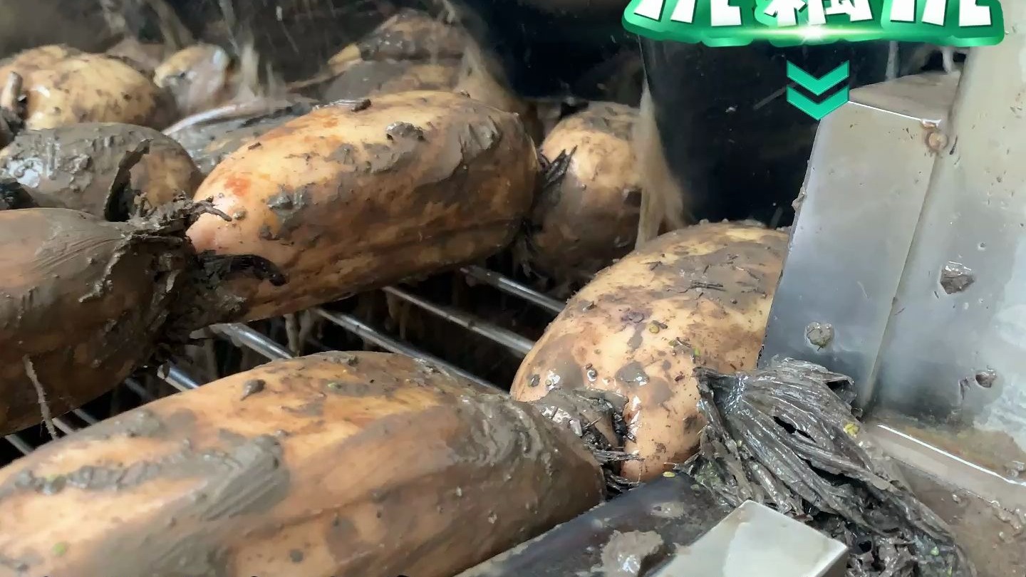 洗藕机,莲藕清洗机,莲藕清洗机厂家,高压去泥洗藕机,莲藕高压喷淋清洗...