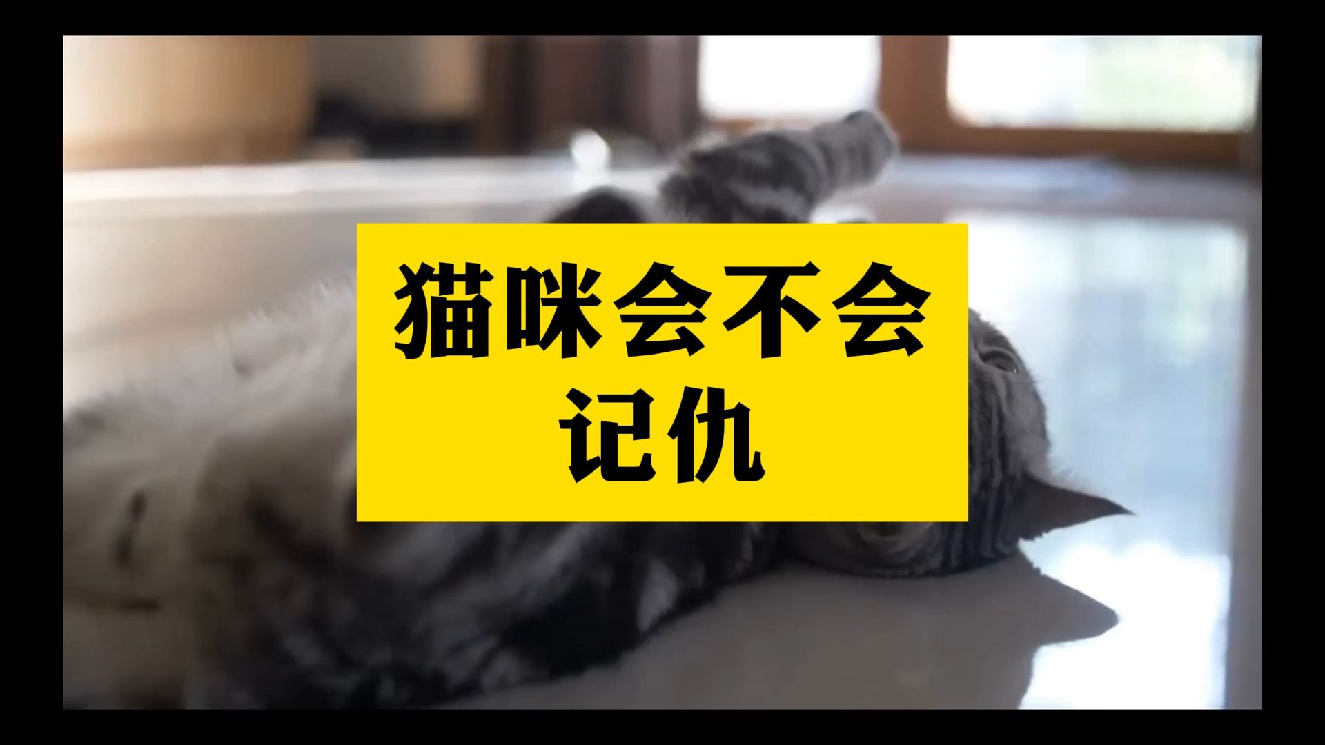 猫咪会记仇吗