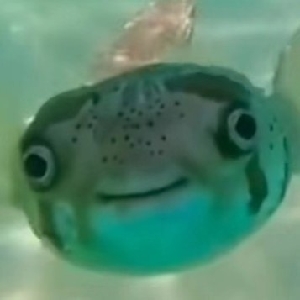 _清炖河豚_ 