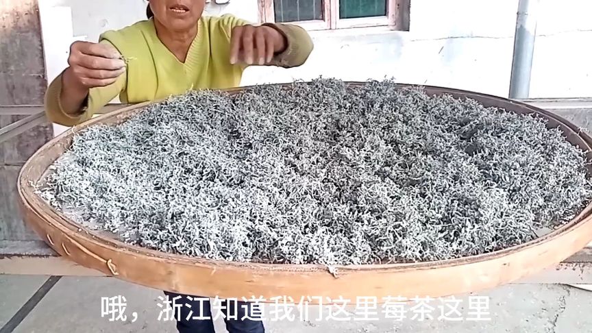 大家都想知道莓茶的功能,怎么分莓茶的好坏,档次高低,他来了