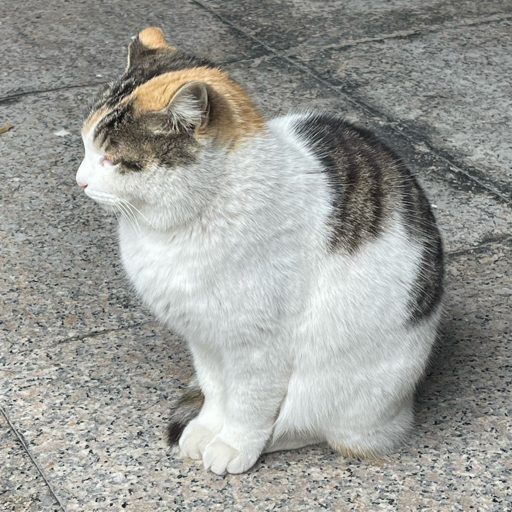 小乌龟2003 