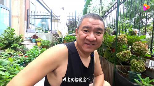 花肥对比实验:花多多均衡型、海法均衡型;用4棵绣球小苗对比