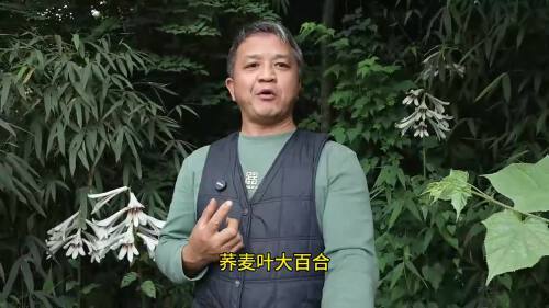 国家二级重点保护植物荞麦叶大百合,药用观赏都称一流,你认识吗