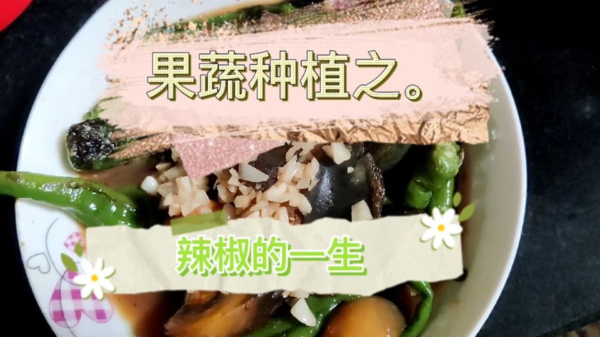 辣椒的两个月生长过程。第1年种种的有点太密了。好在结果还不错