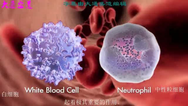 白细胞(中性粒)如何找到并消灭细菌,简直就是警犬捉贼