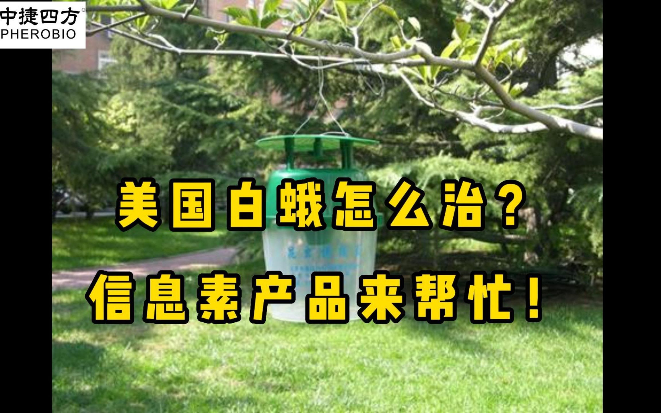 美国白蛾怎么治?信息素产品来帮忙!