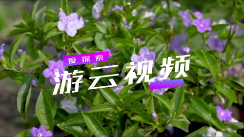这种果实靠力气大闻名,能把自己的种子喷出5米远,避免受伤最好