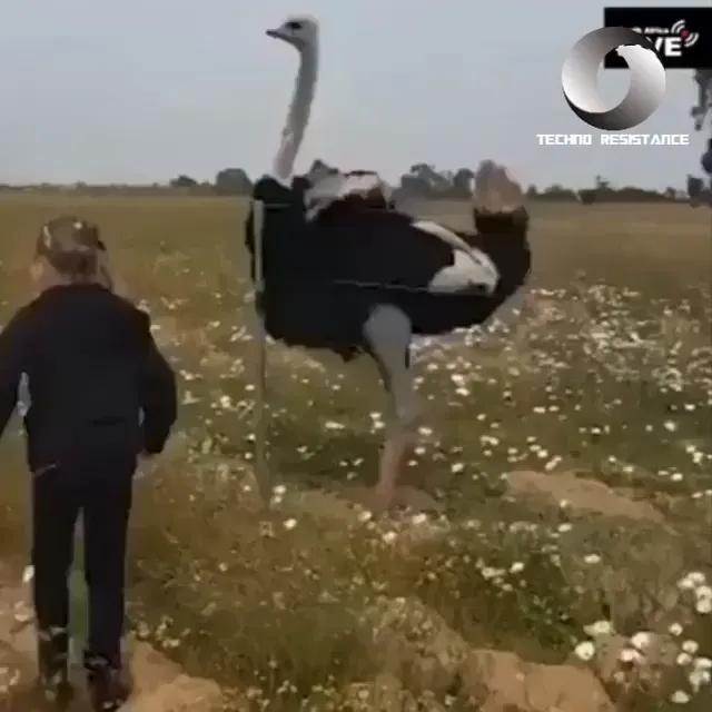 ߒ�神奇的动物仿生学ߒ