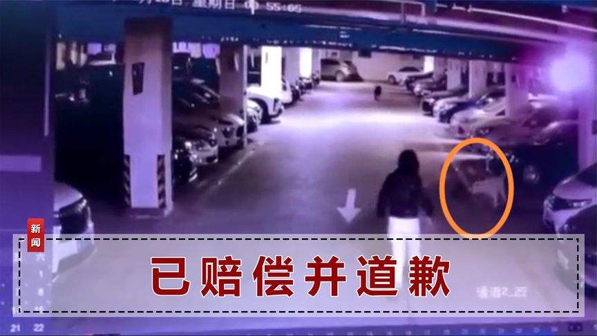 女子宠物狗被不拴绳的6只大狗撕咬致死,揪心画面曝光,后续来了