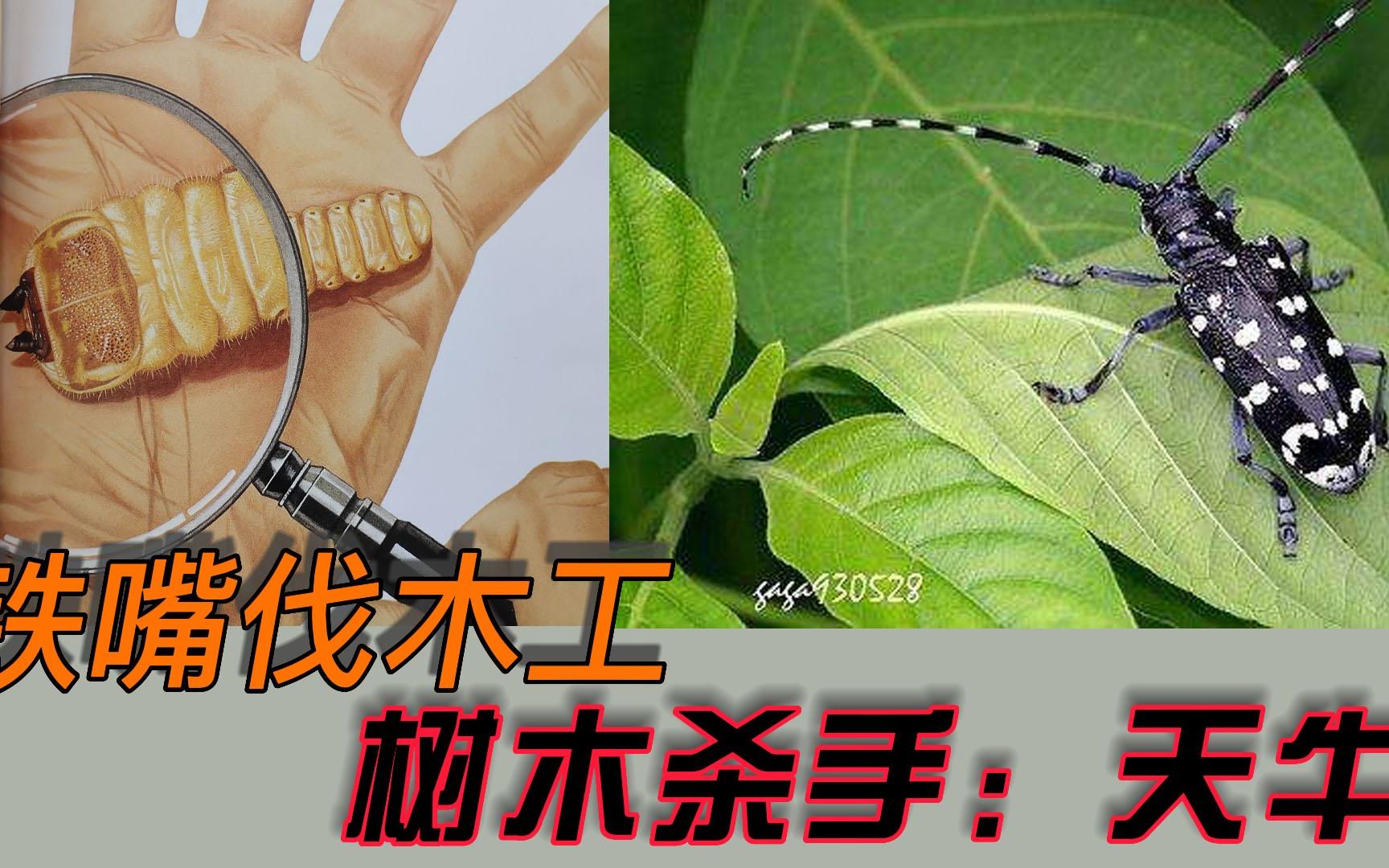 铁嘴伐木工、树木杀手天牛,从住树洞到天空飞行的转变