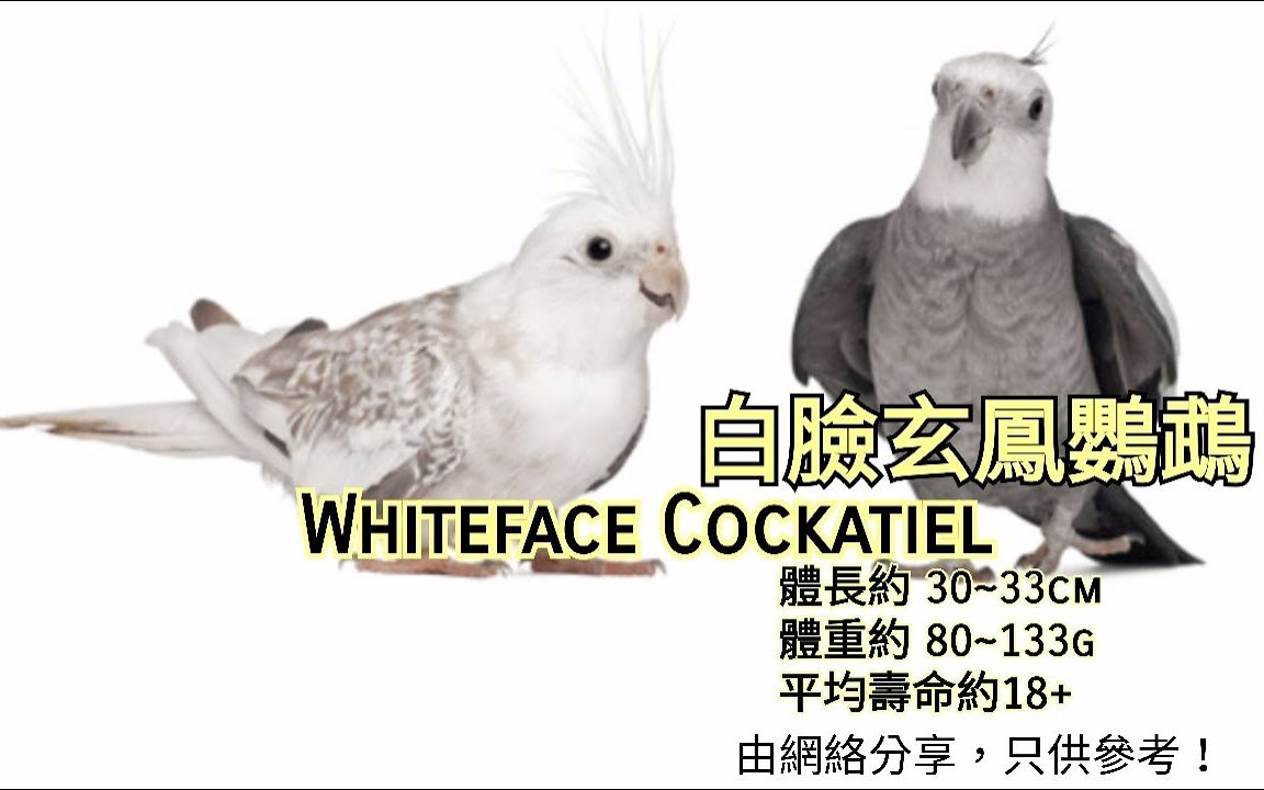 鹦鹉品种分享介绍 ～白脸玄凤鹦鹉 ~ Whiteface Cockatiel