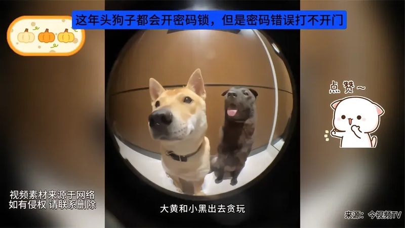 这年头狗子都会开密码锁,但是密码错误打不开门